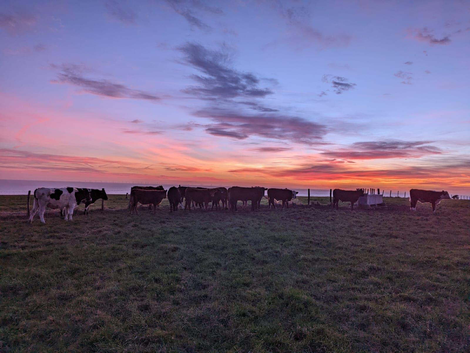 Supporting Local Farmers - The Delicious Benefits of Farm-Sourced Meat ...