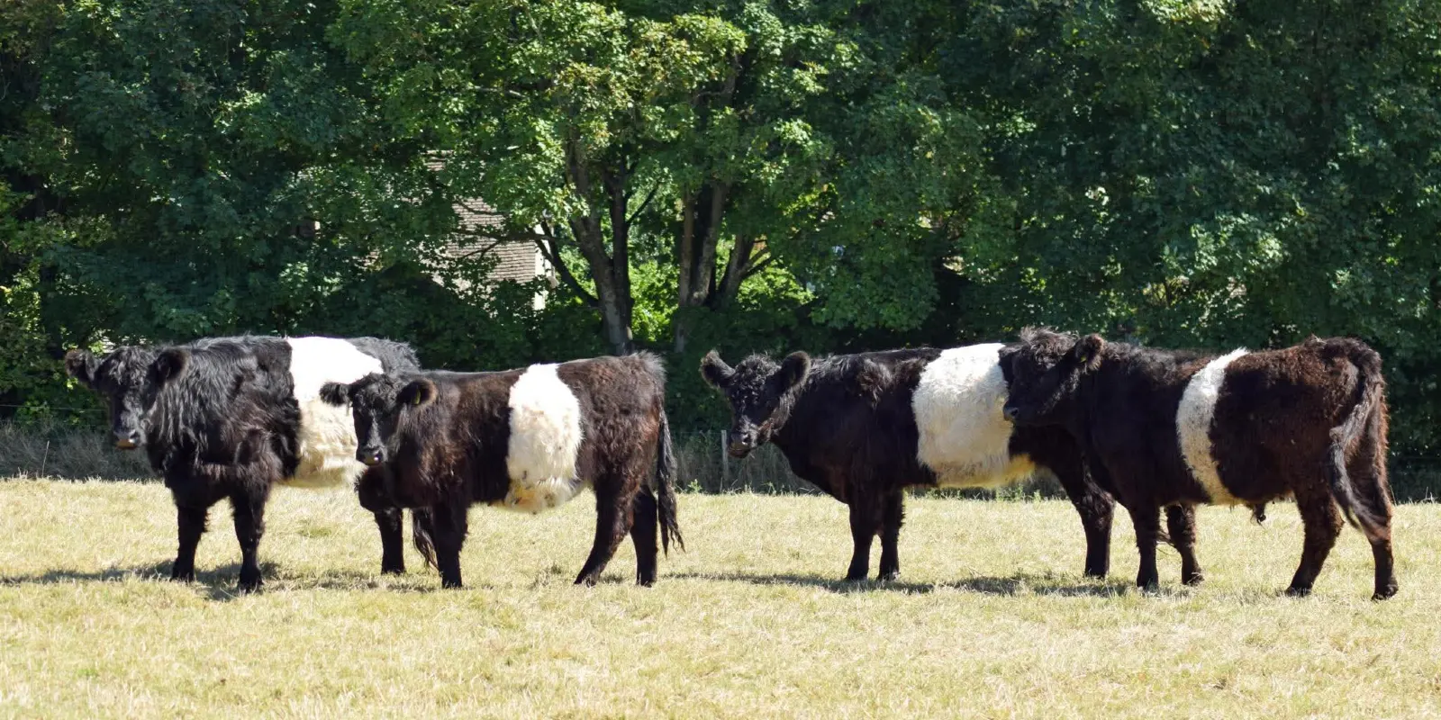 Buy Local Sussex Beef | BW CARR Farms